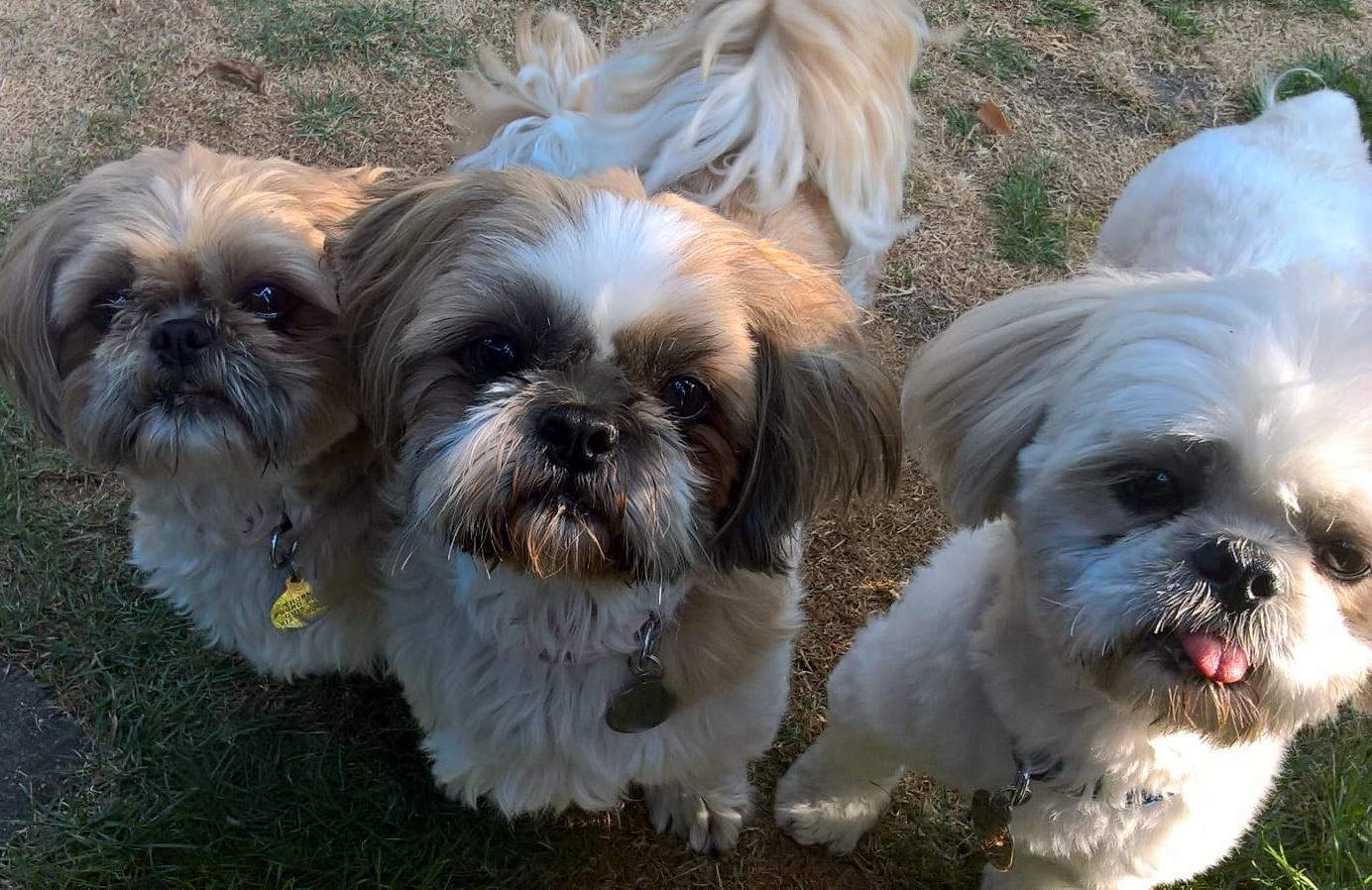 Before you apply – Southern Shih Tzu Rescue