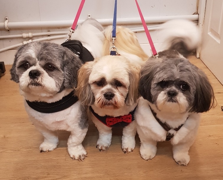 Adopting – Southern Shih Tzu Rescue