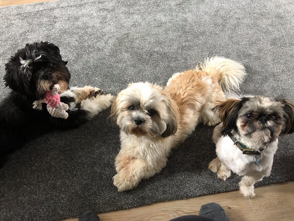 About Us and Our work – Southern Shih Tzu Rescue