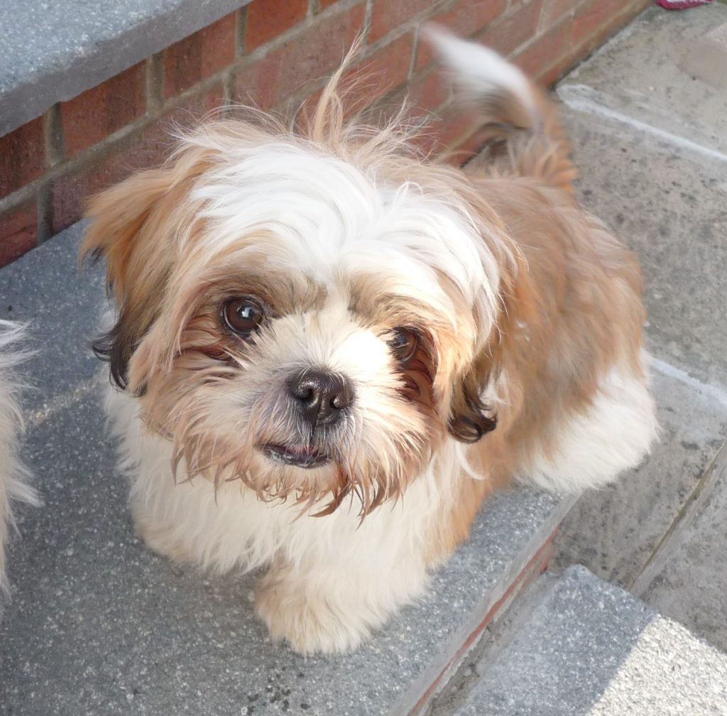 About the Shih Tzu – Southern Shih Tzu Rescue