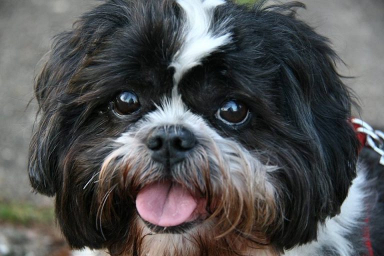 How you can help – Southern Shih Tzu Rescue