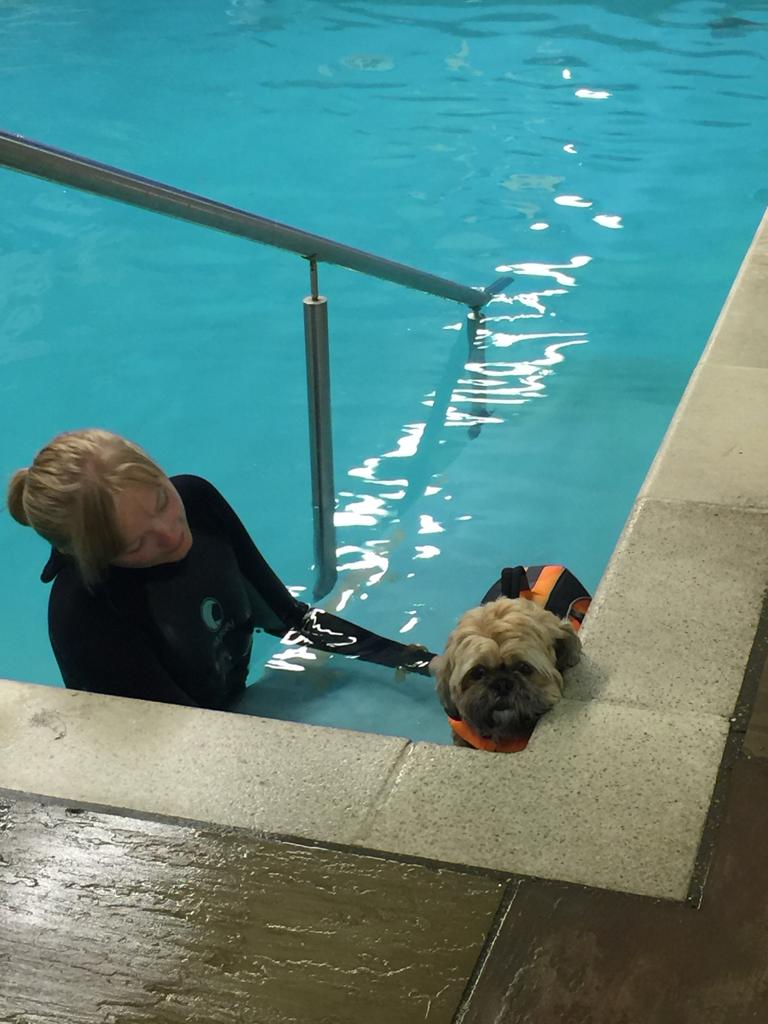 MILO’S STORY – Southern Shih Tzu Rescue